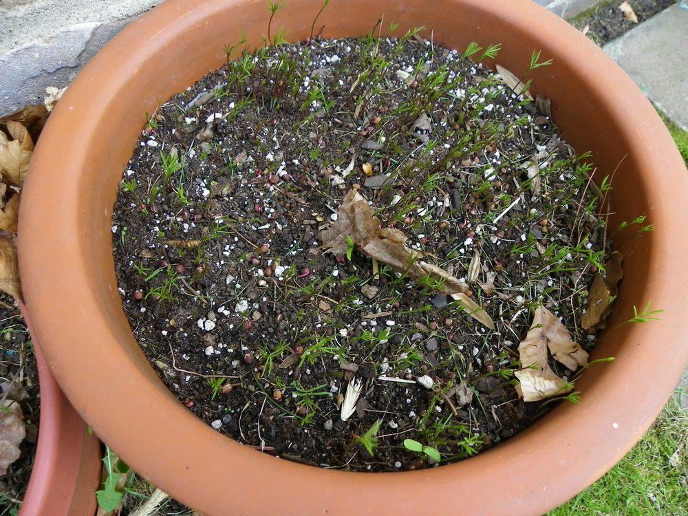 Photo of the seedling or young plant of Hairy Vetch (Vicia villosa ...