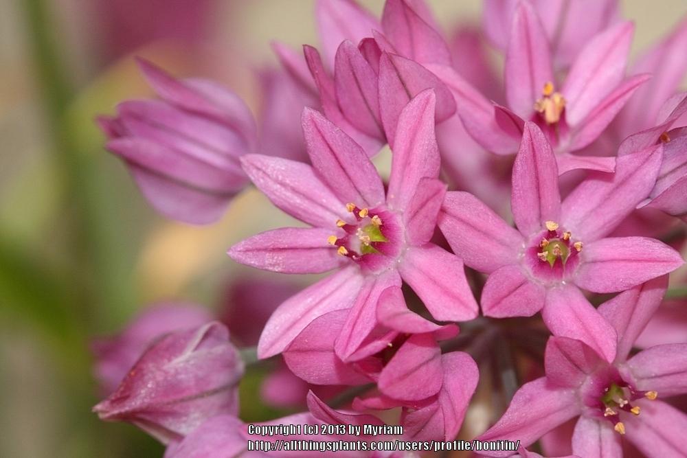 Photo of the stamens, filaments and pistils of Pink Lily Leek (Allium ...