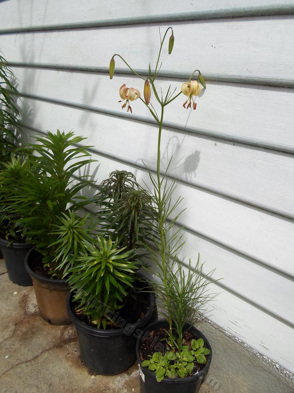 Photo of the entire plant of Lily (Lilium cernuum) posted by dellac ...