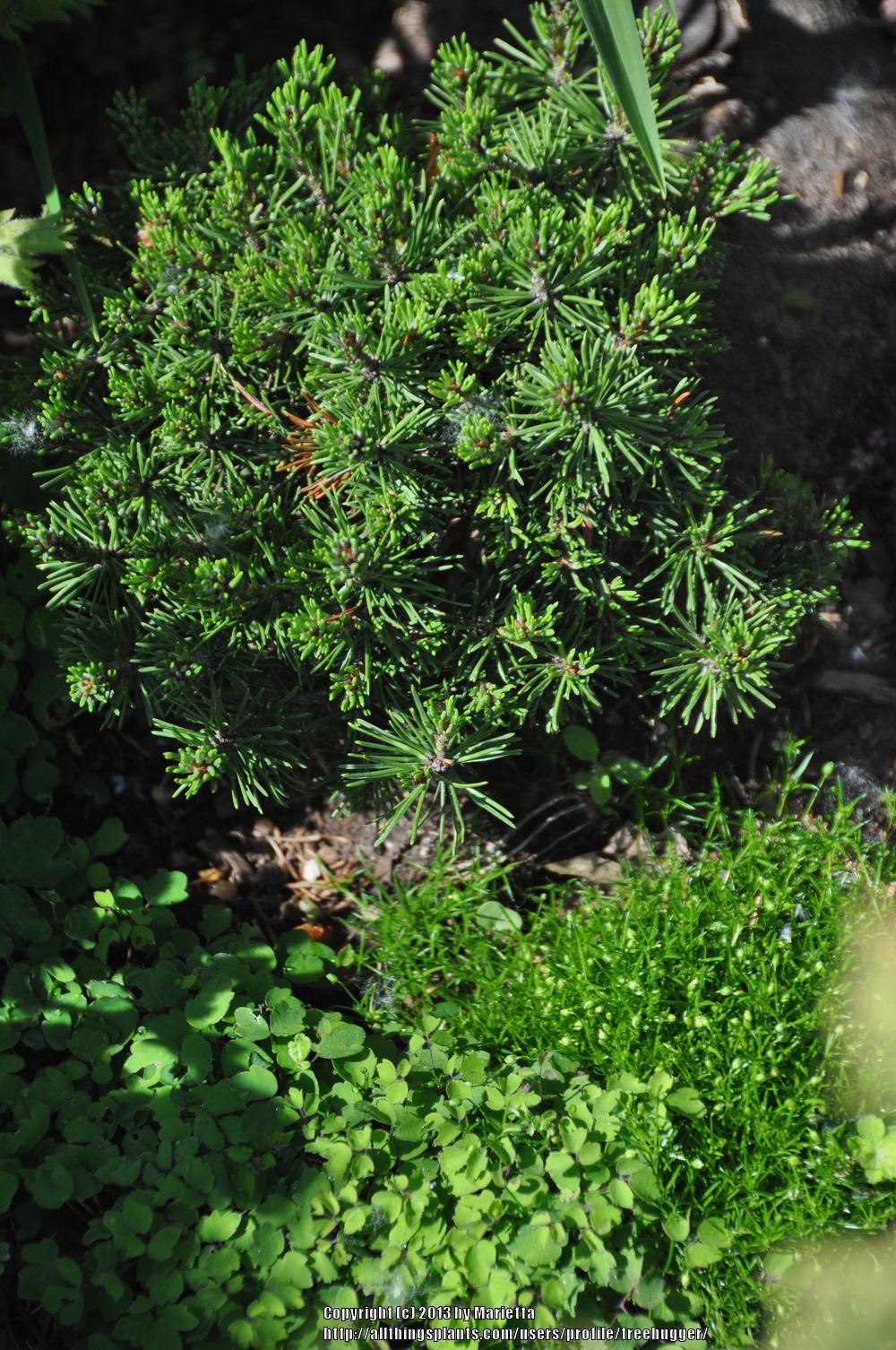 Dwarf Mountain Pine (Pinus mugo 'Paul's Dwarf') - Garden.org