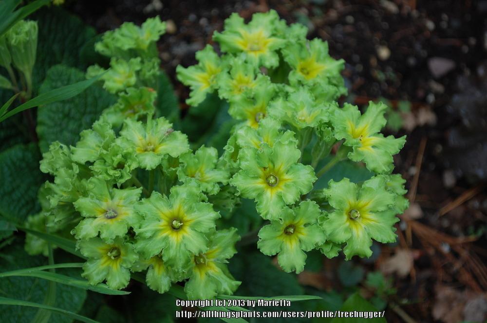 Green Primrose (Primula vulgaris 'Francesca') in the Primroses Database ...
