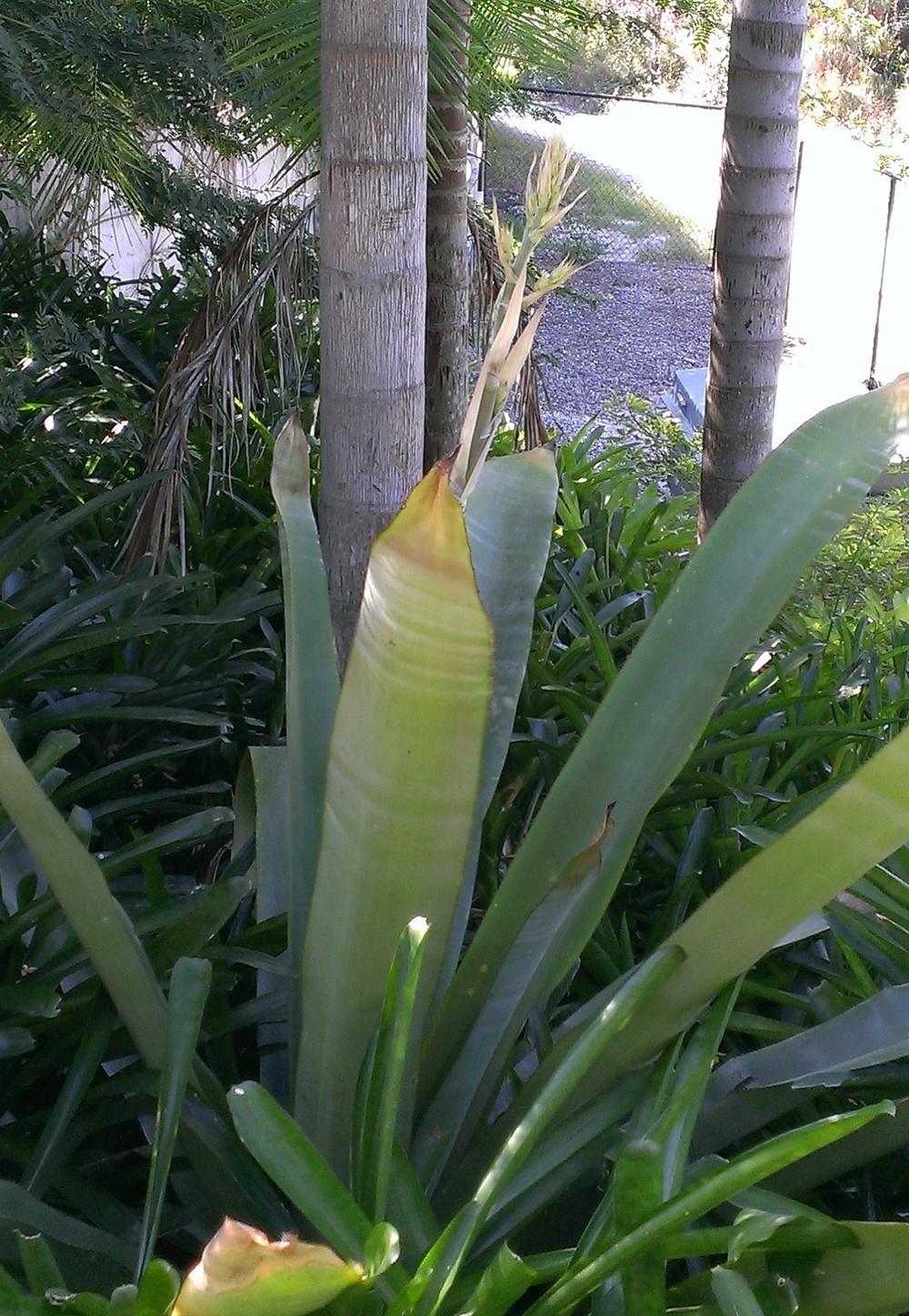 Bromeliad (Aechmea floribunda) - Garden.org