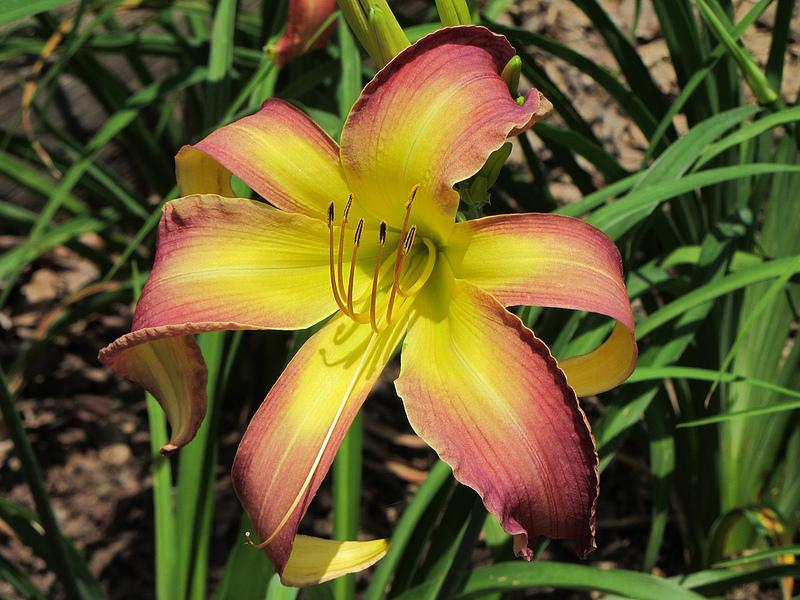 Daylily (Hemerocallis 'Violet Cascade') in the Daylilies Database ...