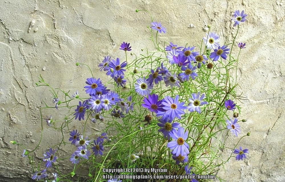 Photo of the bloom of Swan River Daisy (Brachyscome iberidifolia 'Blue ...