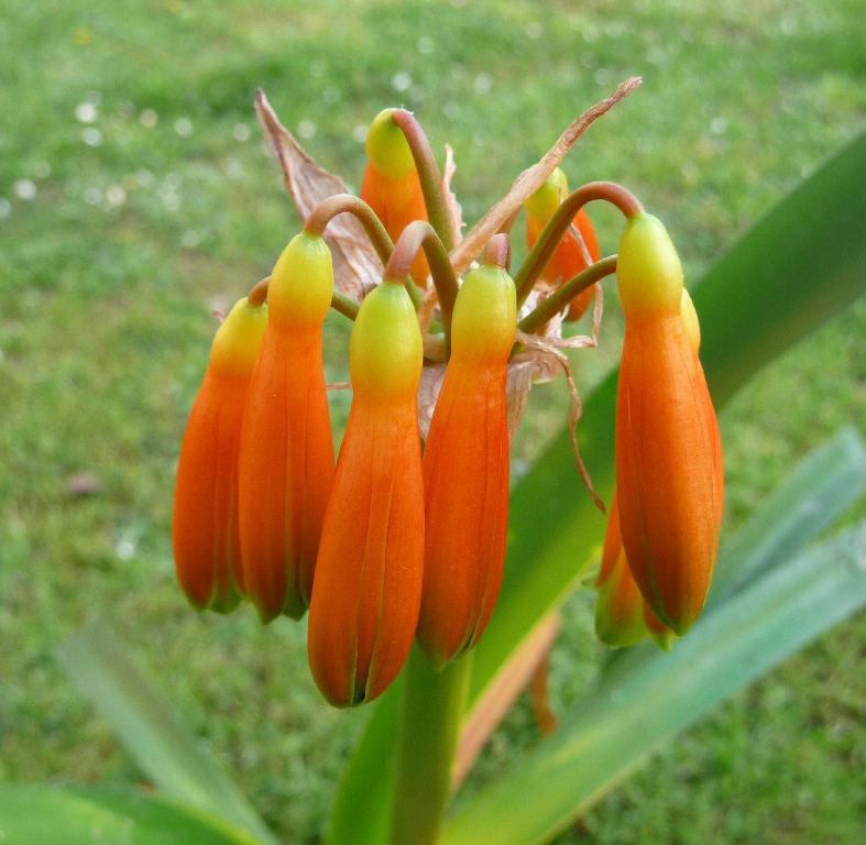 Natal Lily (Clivia caulescens) in the Clivias Database - Garden.org