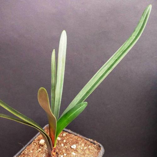 Clivia (Clivia mirabilis) in the Clivias Database - Garden.org