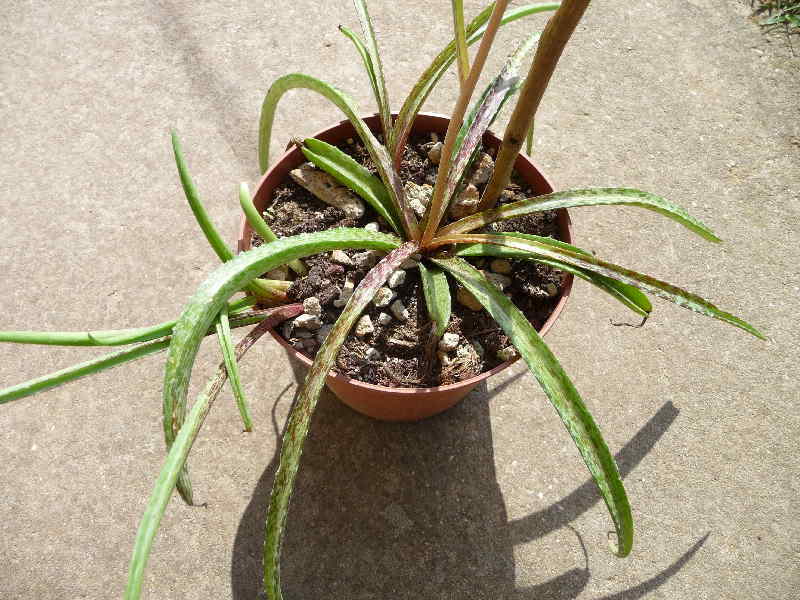 Longflower Tuberose (Agave longiflora) in the Agaves Database - Garden.org