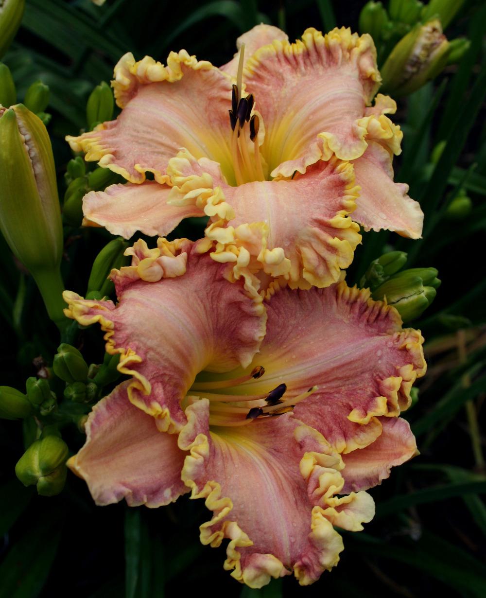 Photo of the bloom of Daylily (Hemerocallis 'Darla Anita') posted by ...