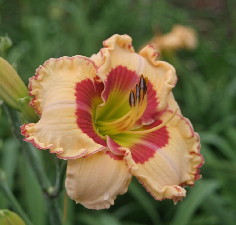 Daylily (Hemerocallis 'Spacecoast Eye for Passion') in the Daylilies ...