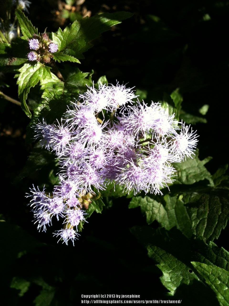 Photo of the bloom of Blue Mistflower (Conoclinium coelestinum) posted ...