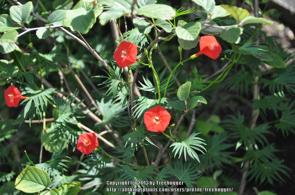 Photo of the bloom of Cardinal Climber (Ipomoea x multifida) posted by ...
