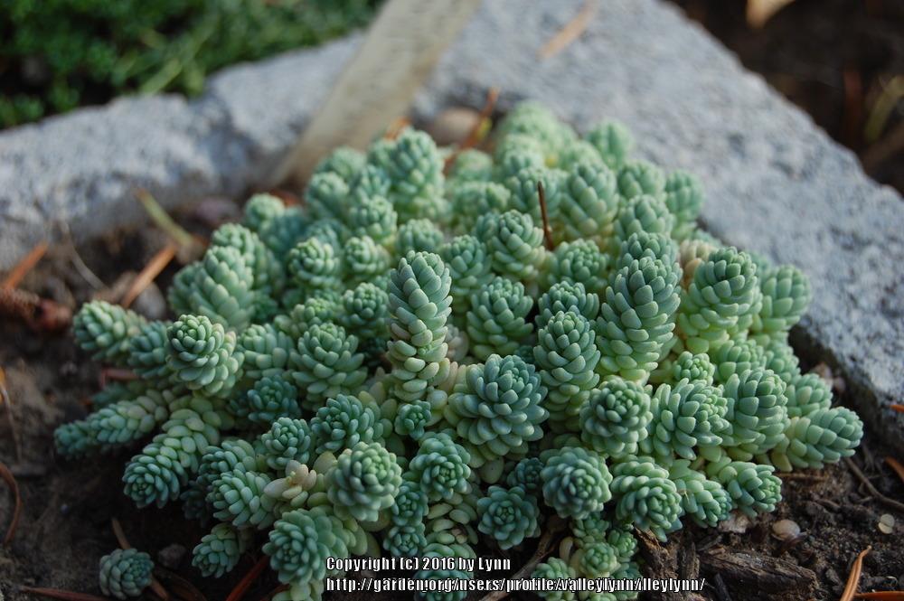 Photo of the leaves of Corsican Stonecrop (Sedum dasyphyllum 'Major ...