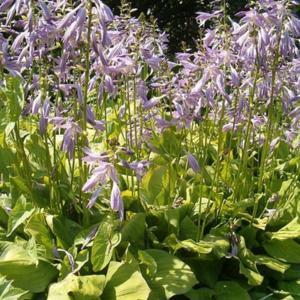 Hosta (Hosta longipes 'Aurea') in the Hostas Database - Garden.org