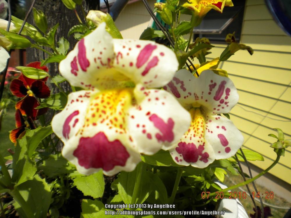 Tiger Monkey Flower (Mimulus 'Tigrinus') - Garden.org