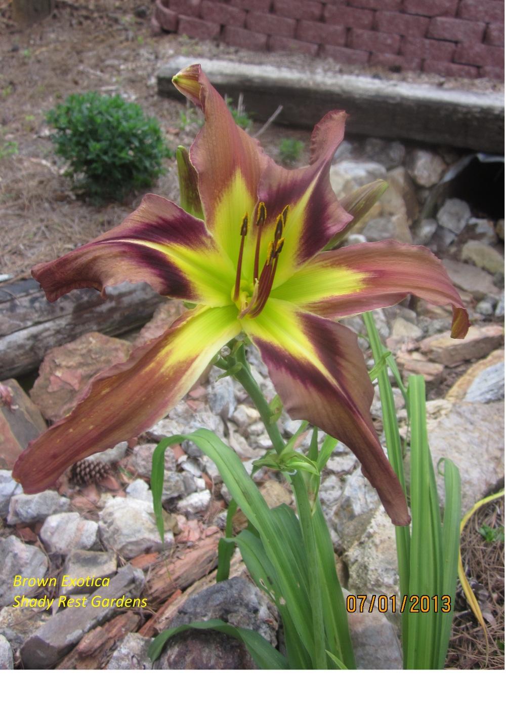 Photo of the bloom of Daylily (Hemerocallis 'Brown Exotica') posted by ...