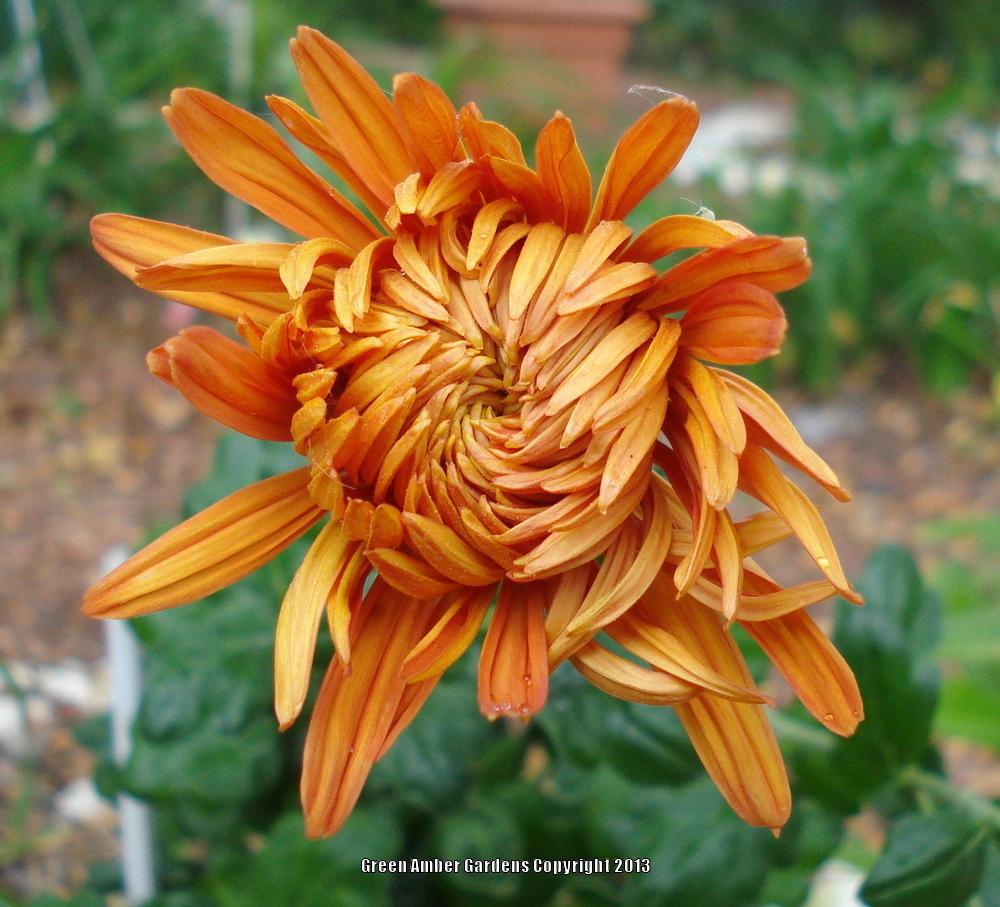 Photo of the bloom of Football Mum (Chrysanthemum 'Cheerleader') posted ...