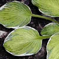 Hosta 'Moonlight' in the Hostas Database - Garden.org