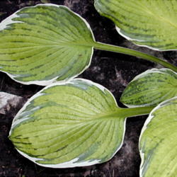 Hosta 'Moonlight' in the Hostas Database - Garden.org