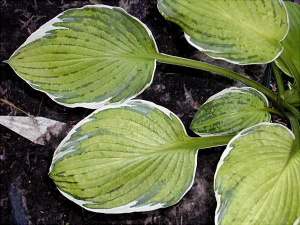 Hosta 'Moonlight' in the Hostas Database - Garden.org
