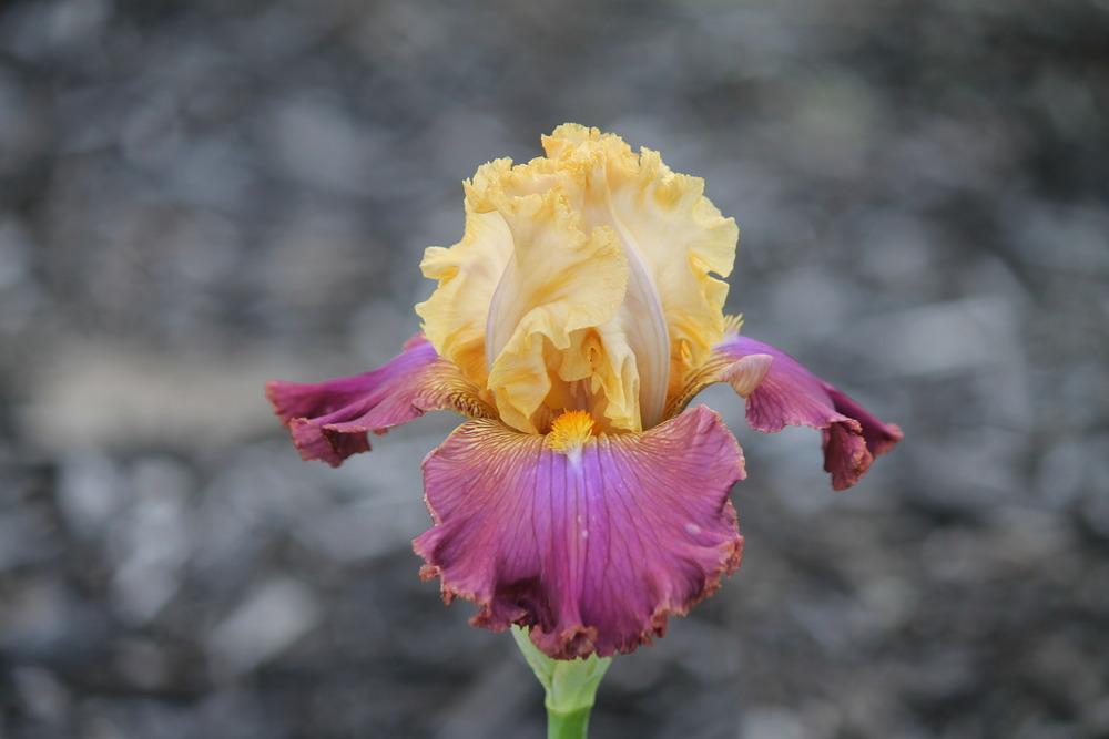 Photo of the bloom of Tall Bearded Iris (Iris 'Drama Rama') posted by ...