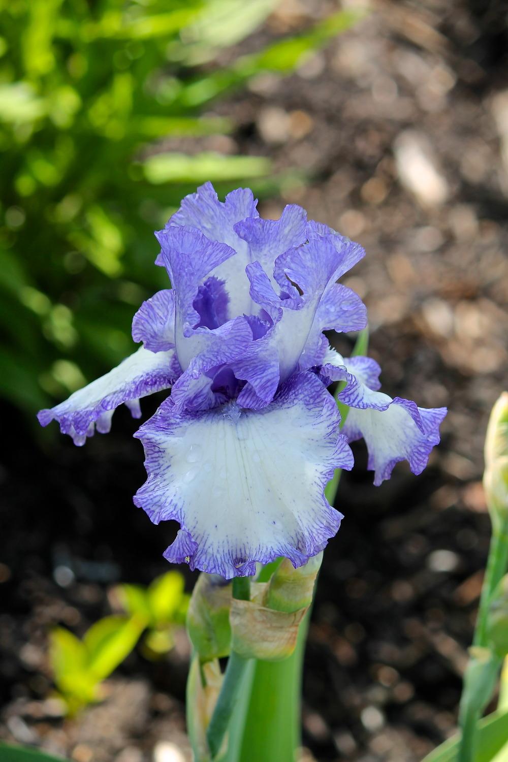 Photo of the bloom of Tall Bearded Iris (Iris 'Common Thread') posted ...