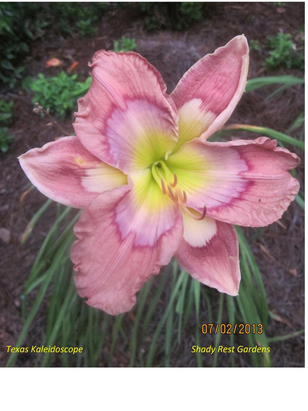 Daylily (Hemerocallis 'Texas Kaleidoscope') in the Daylilies Database - Garden.org