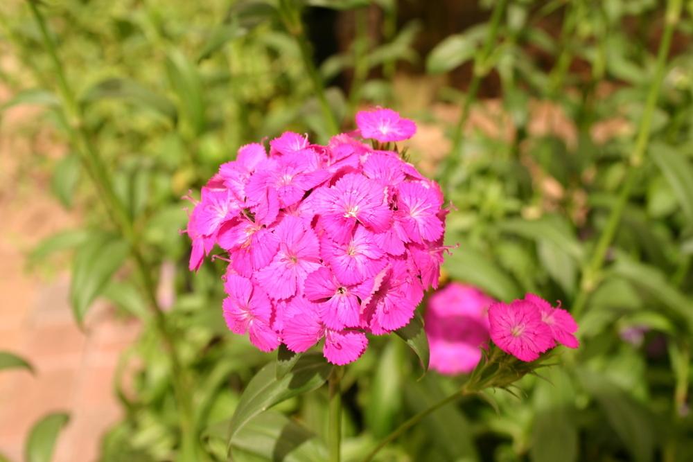 Sweet William (Dianthus Amazon™ Neon Purple) in the Dianthus Database ...