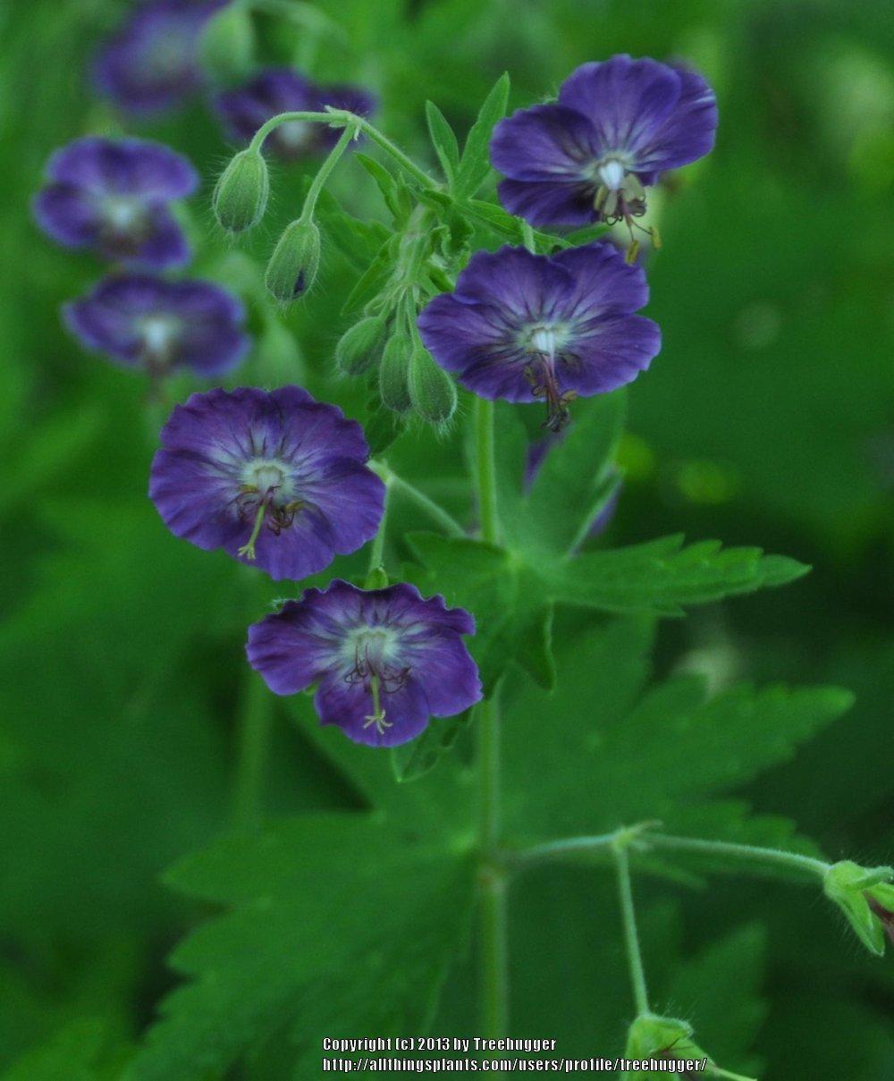 Photo of the bloom of Dusky Cranesbill (Geranium phaeum 'Lily Lovell ...
