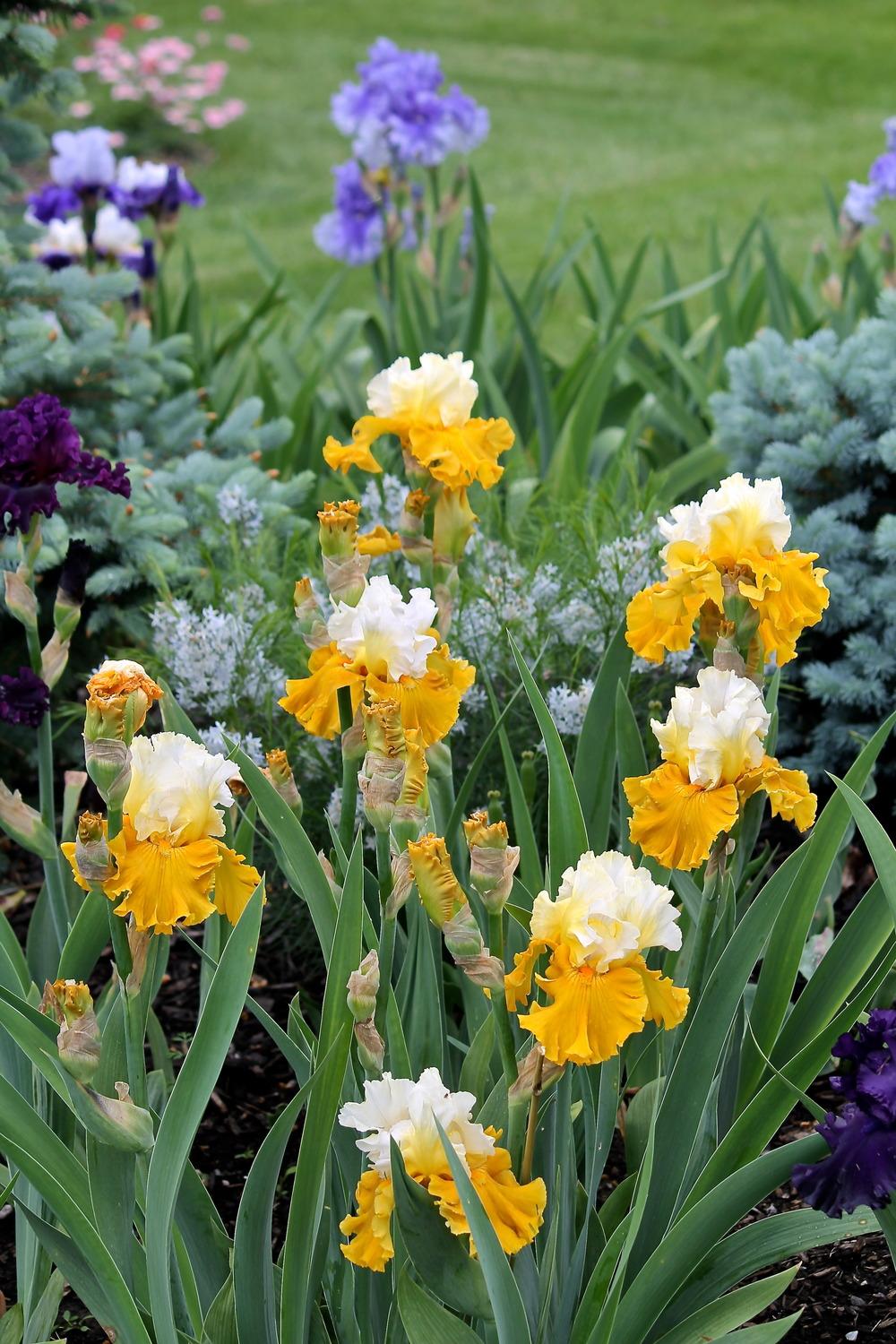 Photo of the bloom of Tall Bearded Iris (Iris 'Tour de France') posted ...