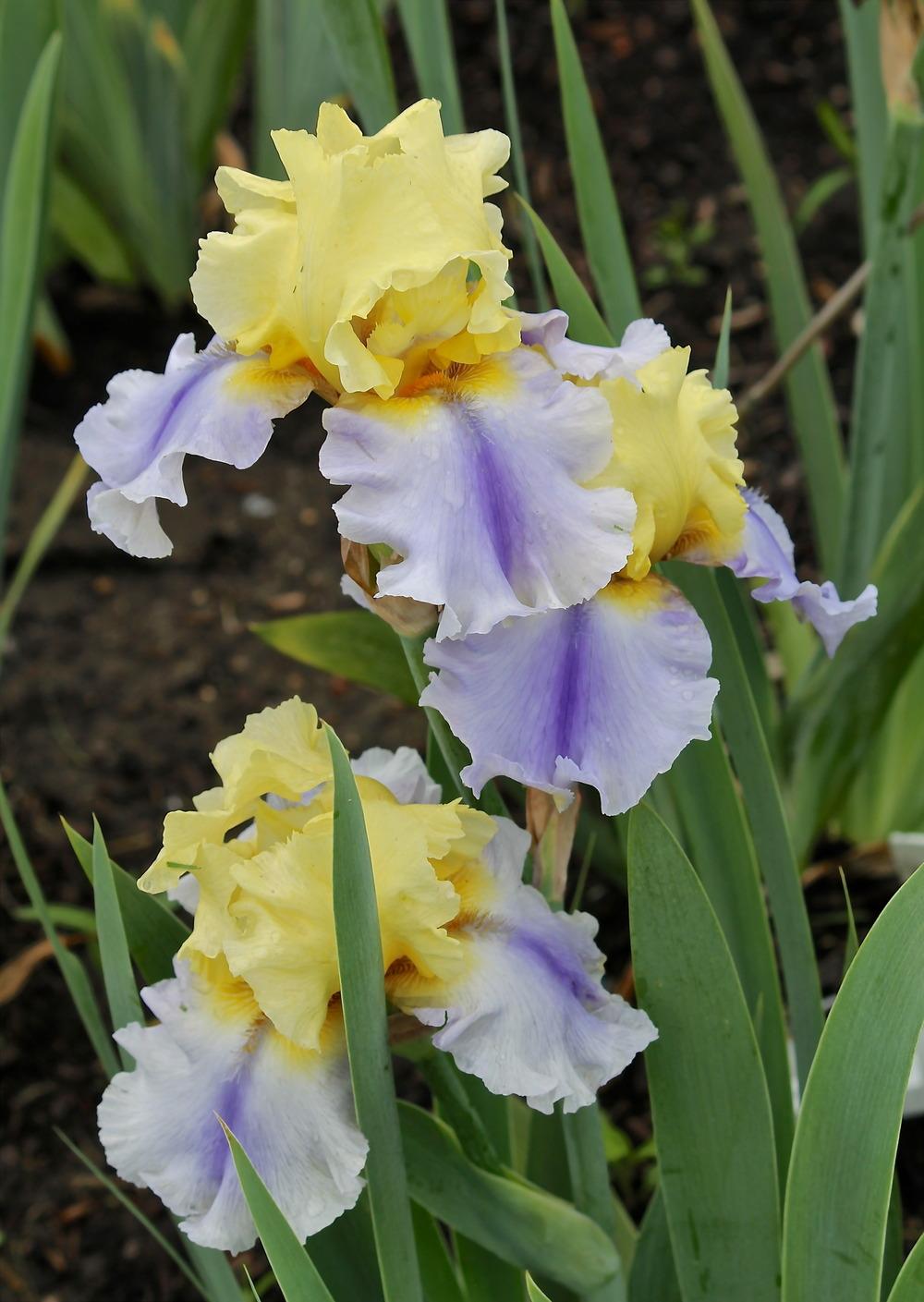 Photo of the bloom of Tall Bearded Iris (Iris 'Easter Candy') posted by ...
