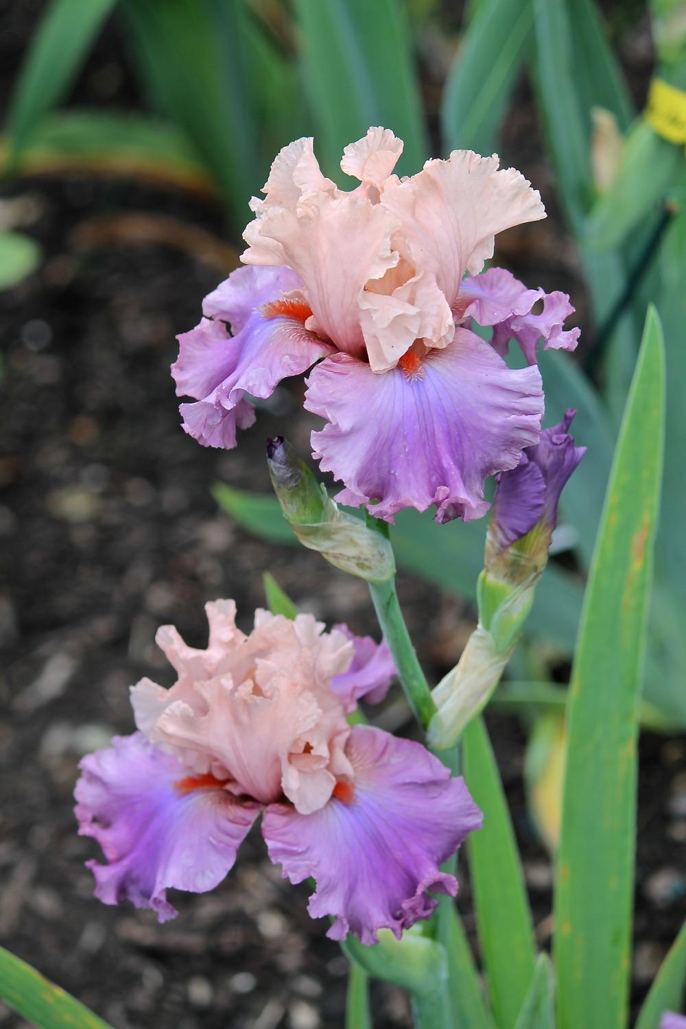Photo of the bloom of Tall Bearded Iris (Iris 'Ballerina Queen') posted ...