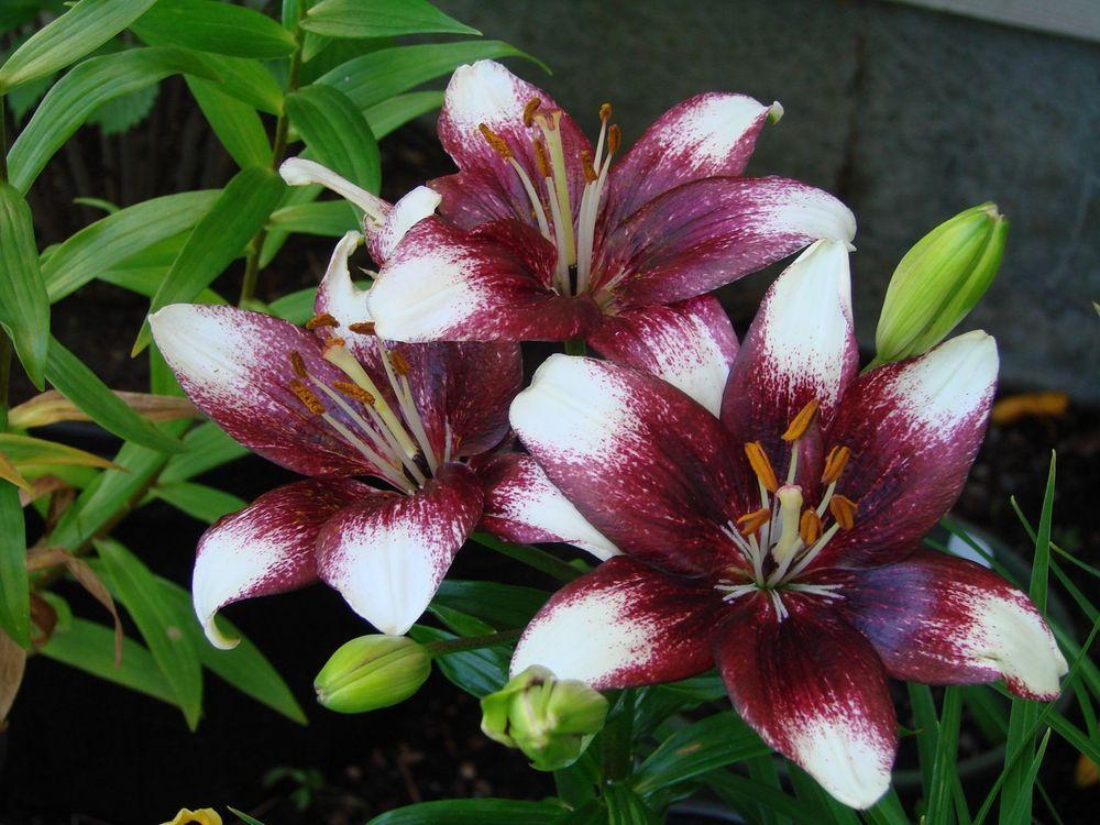 Photo of the bloom of Lily (Lilium 'Push Off') posted by Joy - Garden.org