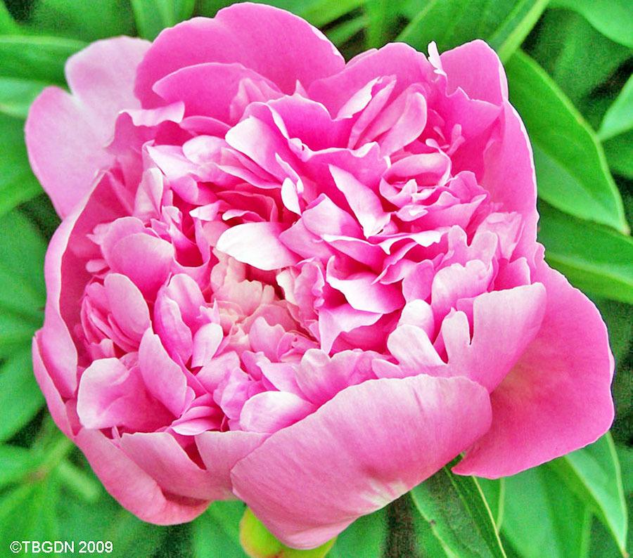 Photo of the bloom of Peony (Paeonia lactiflora 'Edulis Superba ...