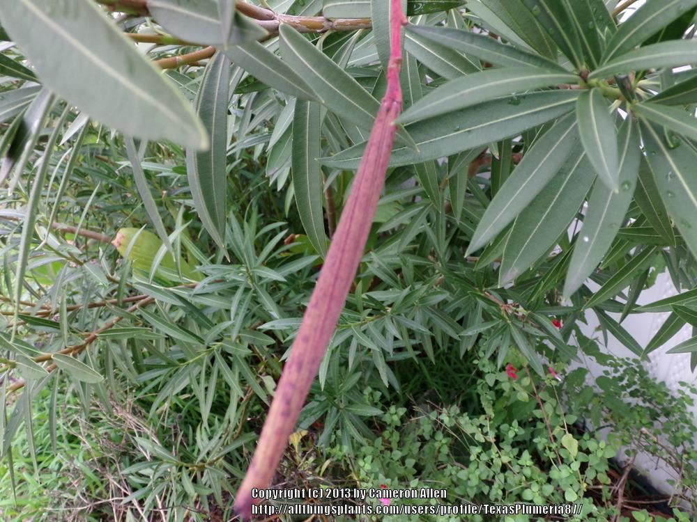 Photo of the seed pods or heads of Oleander (Nerium oleander 'Peach ...