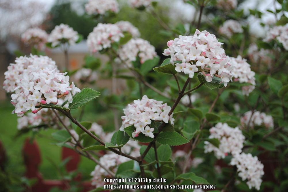 Viburnums: Plant Care and Collection of Varieties - Garden.org