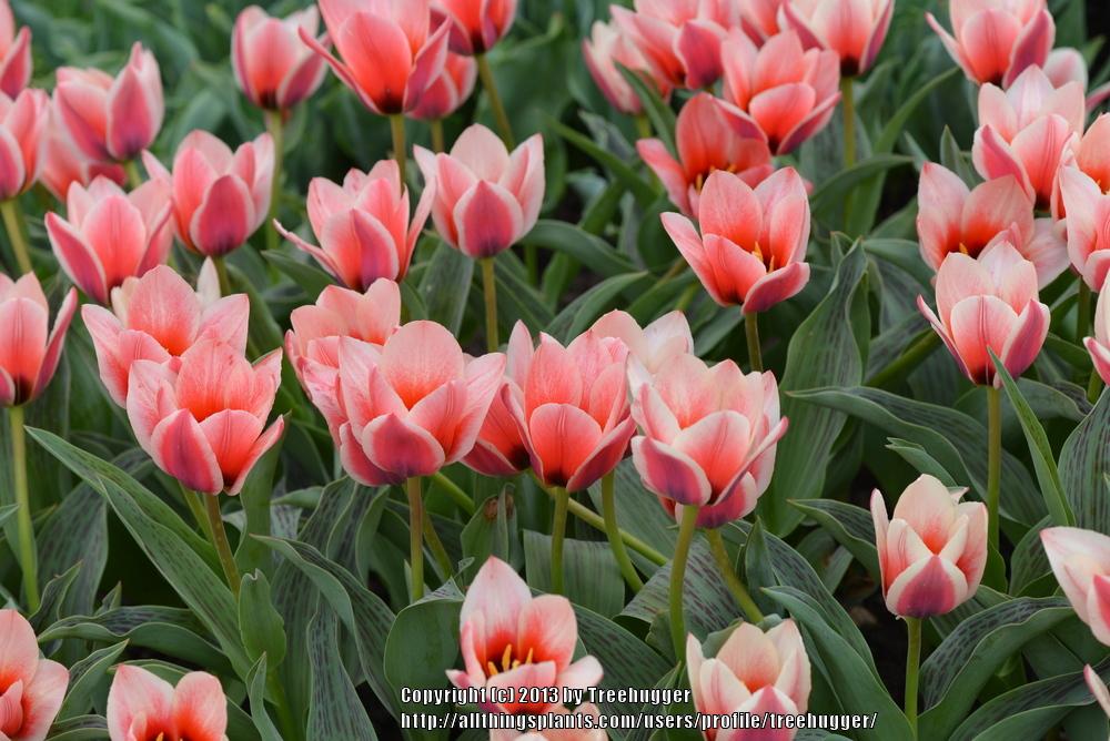 Greigii Tulip (Tulipa greigii 'Donna Bella') in the Tulips Database ...
