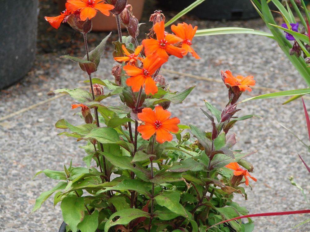 Photo of the entire plant of Arkwright's Campion (Silene 'Arkwrightii ...