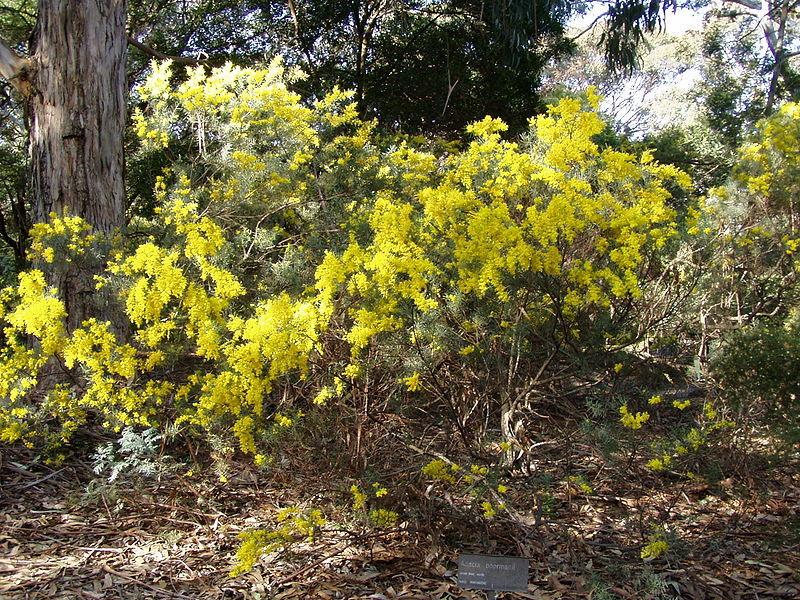 Snowy River Wattle (Acacia boormanii) - Garden.org