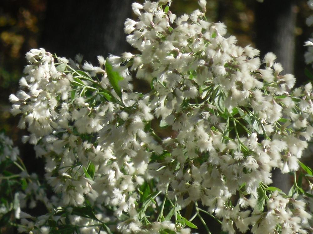 Photo of the bloom of Sea Myrtle (Baccharis halimifolia) posted by ...
