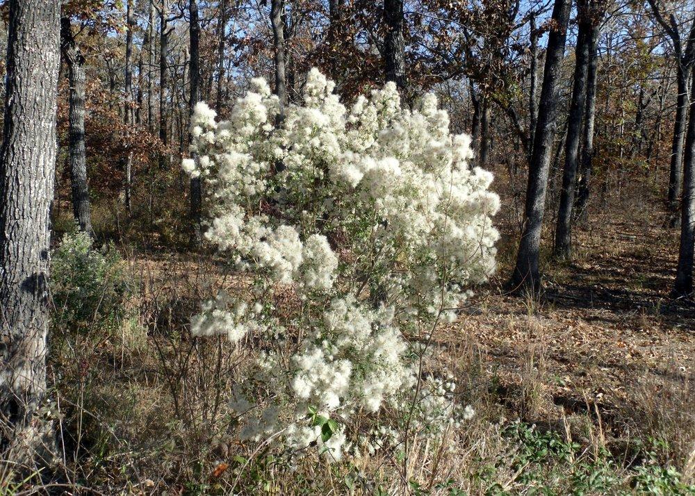 Photo of the habitat view of Sea Myrtle (Baccharis halimifolia) posted ...