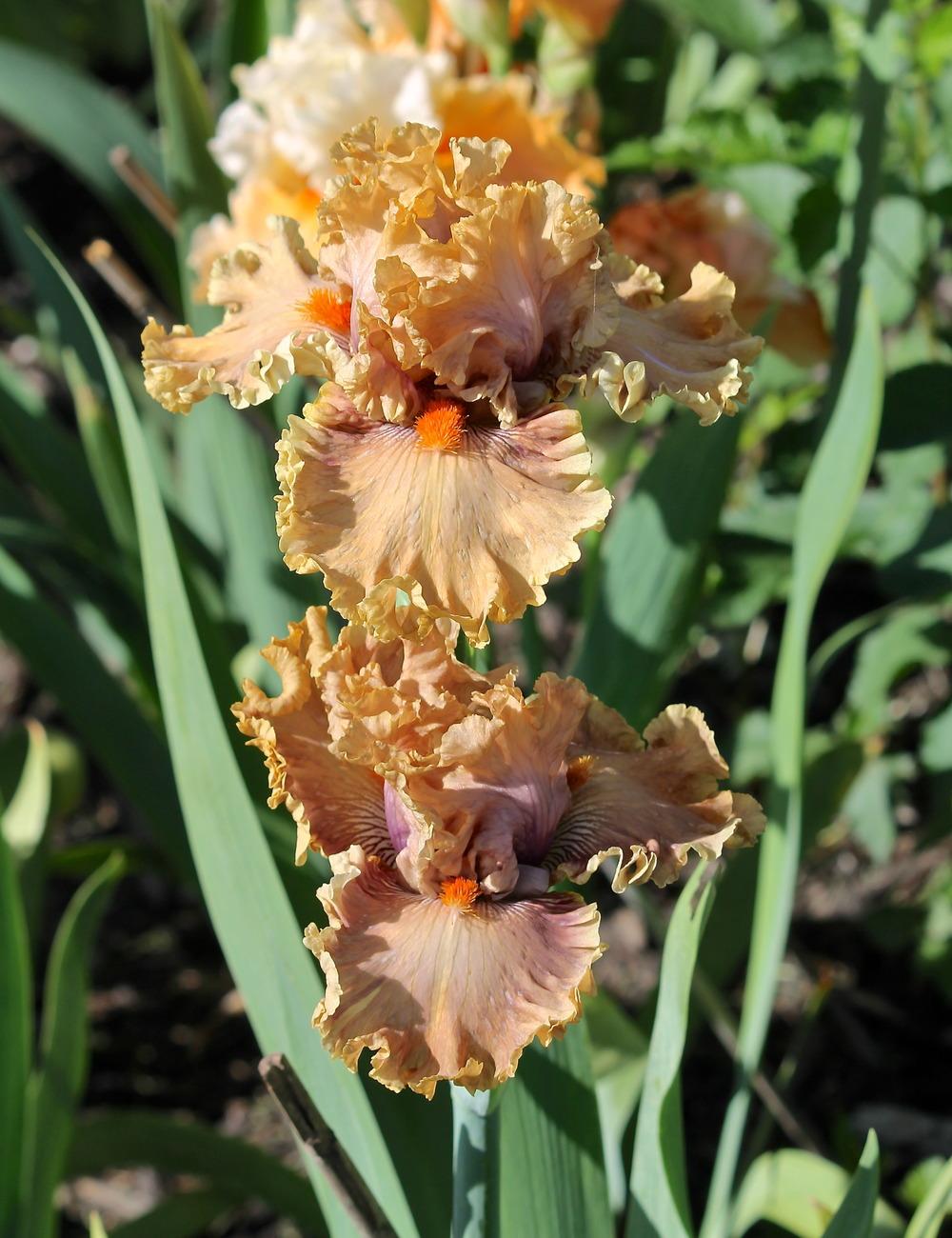 Photo of the bloom of Tall Bearded Iris (Iris 'Magic By Gosh') posted ...