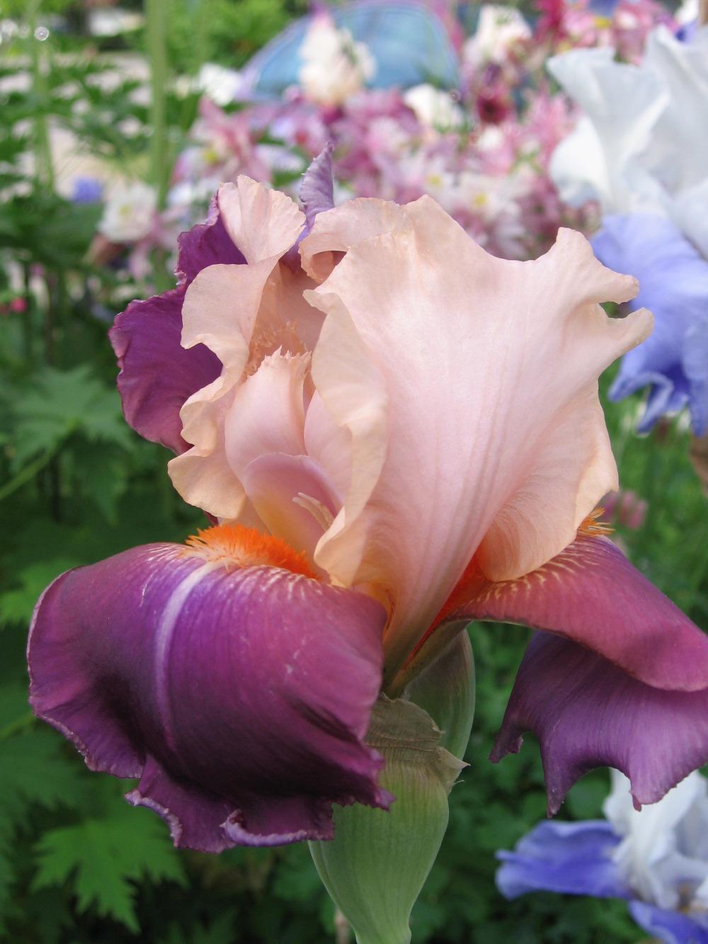 Photo of the bloom of Tall Bearded Iris (Iris 'Live Music') posted by ...
