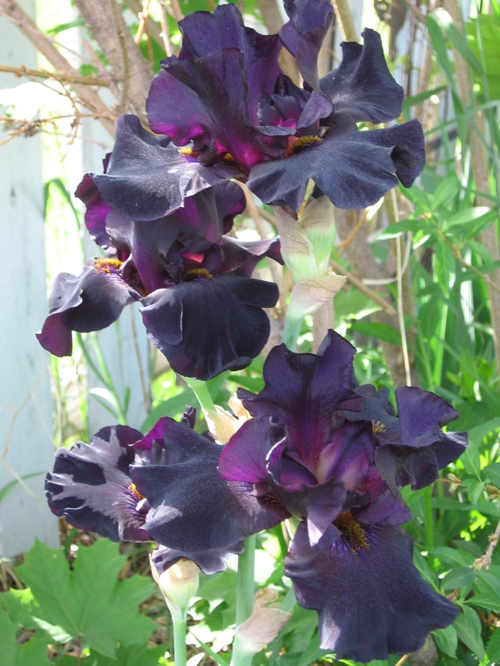 Photo of the bloom of Tall Bearded Iris (Iris 'Old Black Magic') posted by Irislady - Garden.org