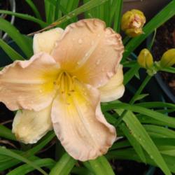 Daylily (Hemerocallis 'Angelic Grin') in the Daylilies Database ...