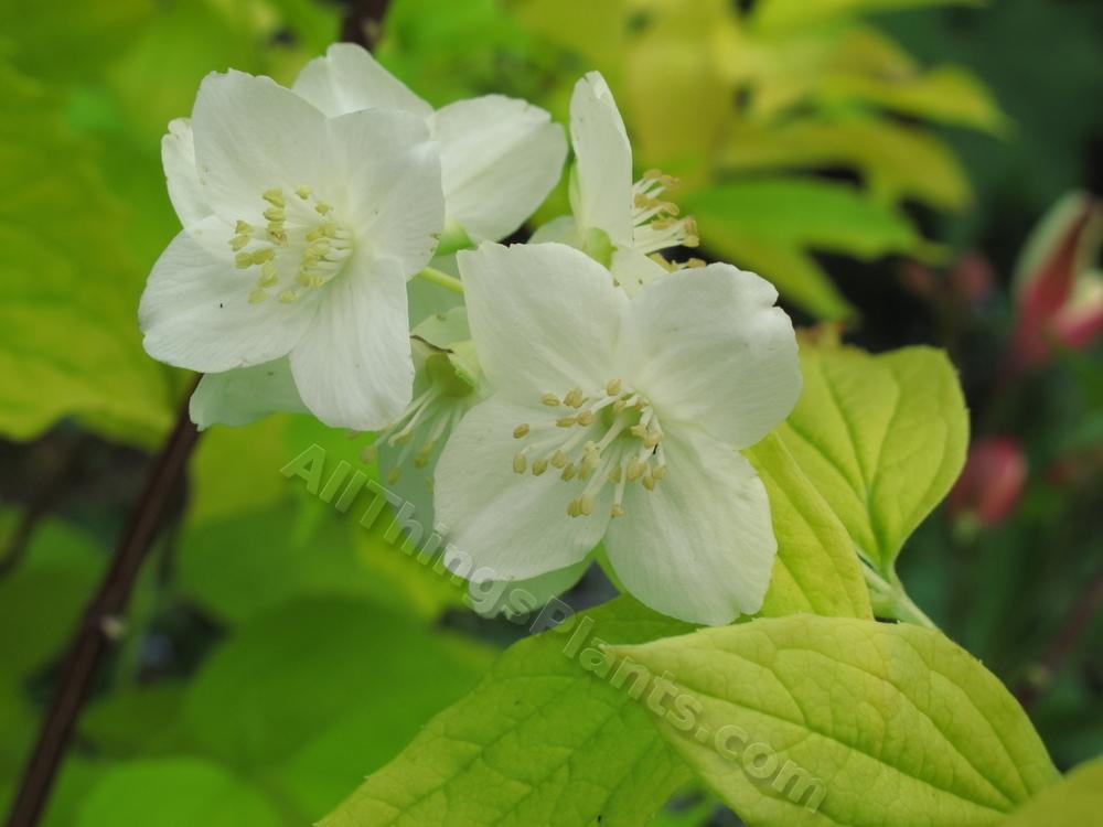 Photo of the bloom of Mock Orange (Philadelphus coronarius 'Aureus') posted by bootandall ...