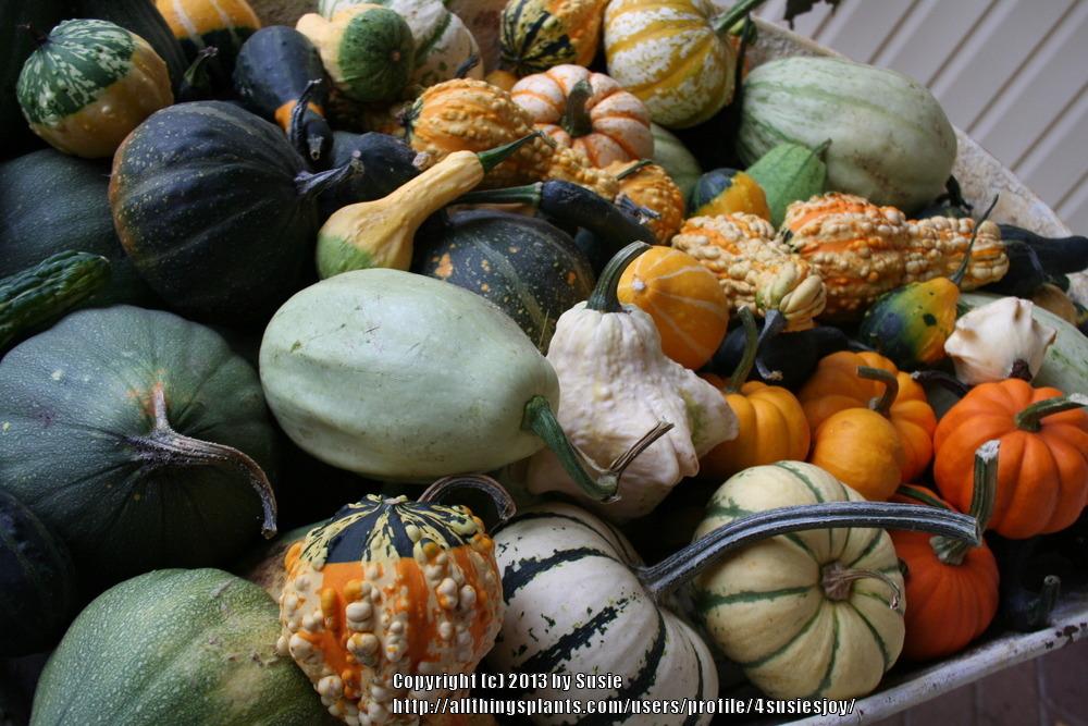 Cucurbita pepo subsp. pepo in the Gourds, Squashes and Pumpkins ...