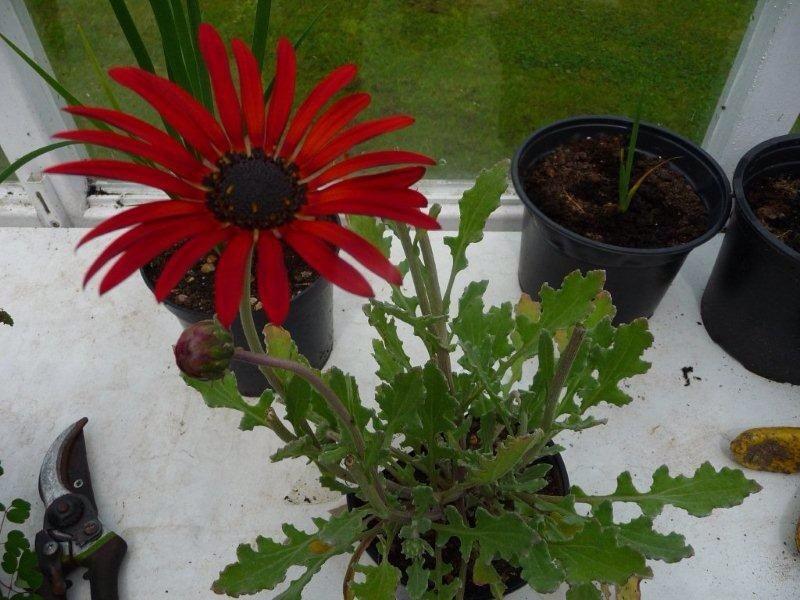 Photo of the entire plant of Arctotis 'Red Devil' posted by Thalictrum ...