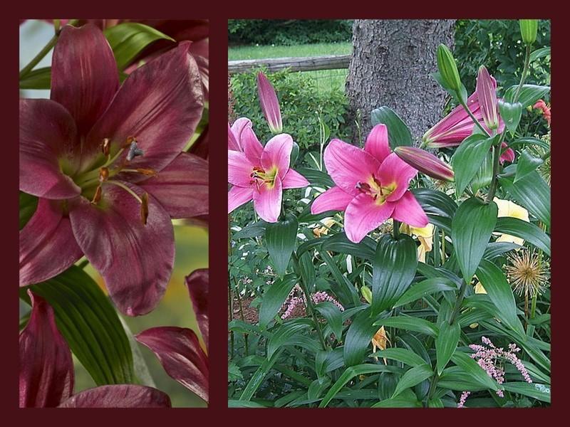 Photo of the bloom of Lily (Lilium 'Purple Prince') posted by pirl ...