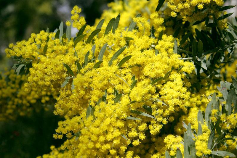 Blue Bush (Acacia covenyi) - Garden.org