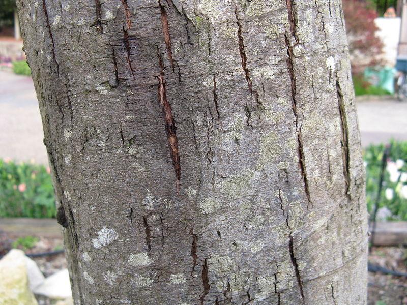 Photo of the stem, scape, stalk or bark of Silver Wattle (Acacia ...